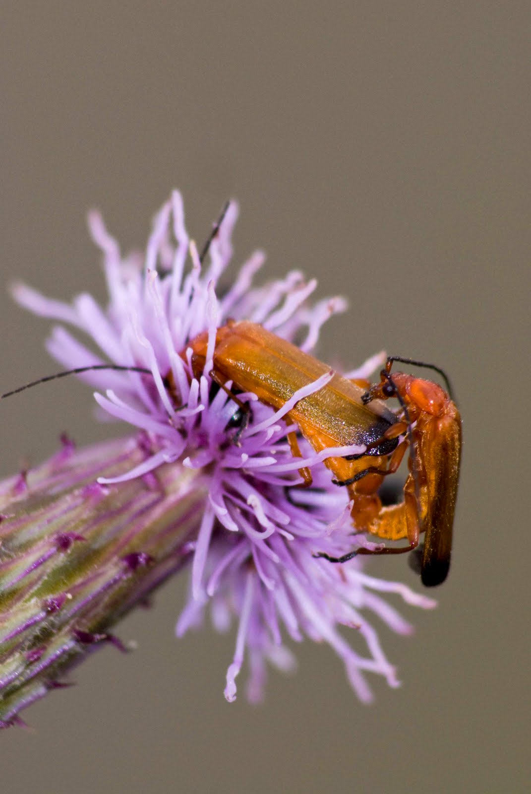Picturit: Photographing Insects