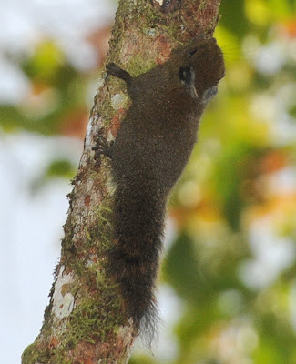 A Wandering Naturalist: Sabah: Return to Kinabalu