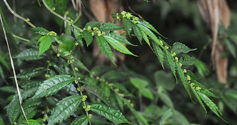 A Wandering Naturalist: Sabah: Kinabalu - In Search of Nepenthes rajah