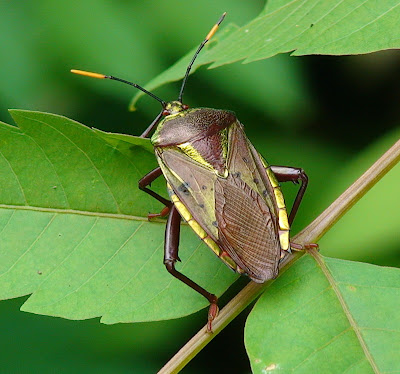 A Wandering Naturalist: China: Wuyuan - Damsels, Dragons and other insects
