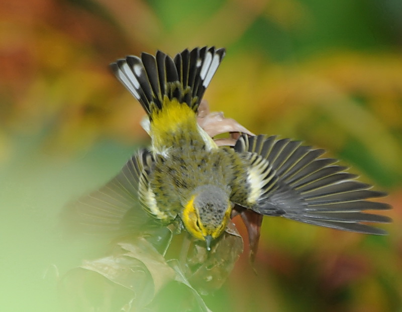 A Wandering Naturalist: Jamaica: Chi Chi Bud Oh!