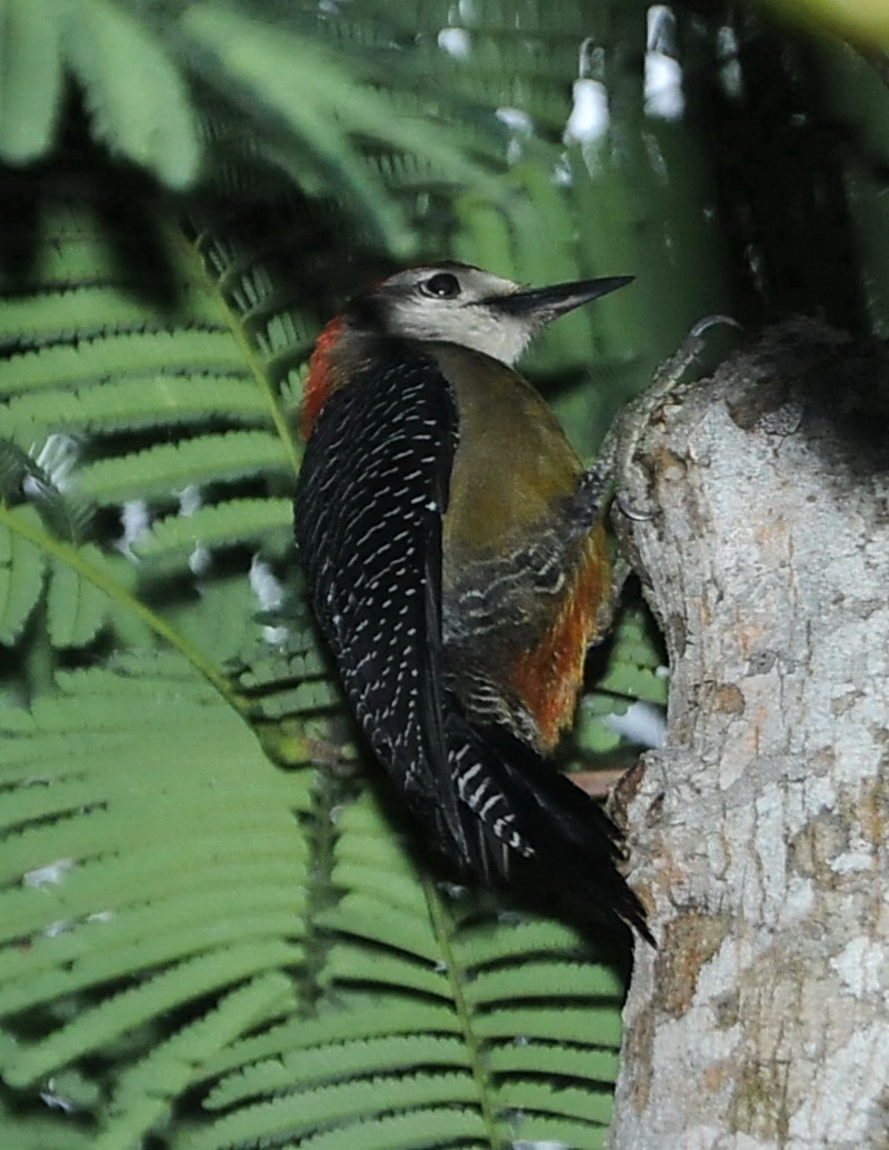 A Wandering Naturalist: Jamaica: Chi Chi Bud Oh!