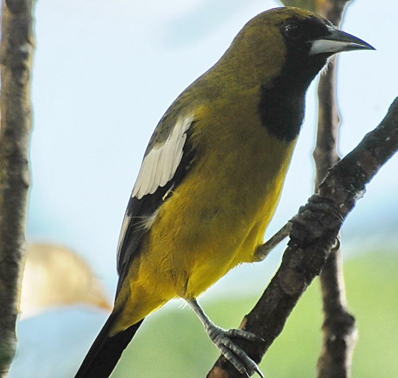 A Wandering Naturalist: Jamaica: Chi Chi Bud Oh!
