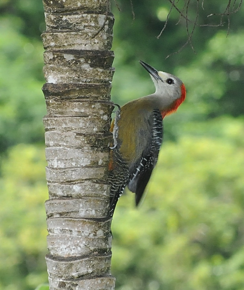 A Wandering Naturalist: Jamaica: Chi Chi Bud Oh!