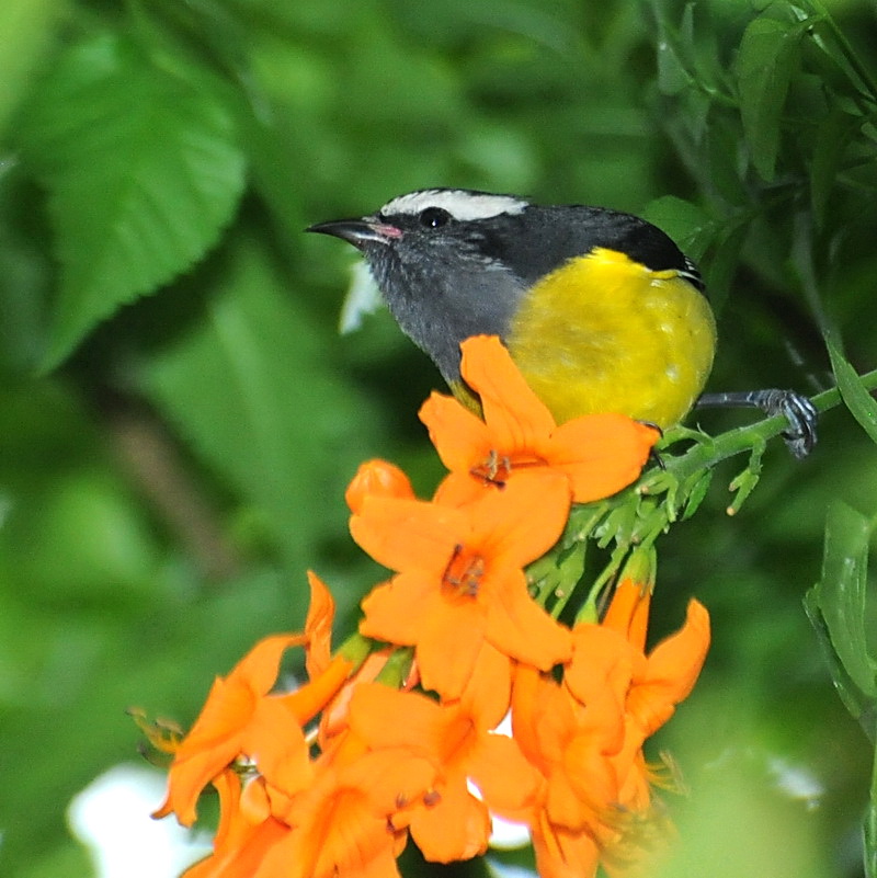 A Wandering Naturalist: Jamaica: Chi Chi Bud Oh!