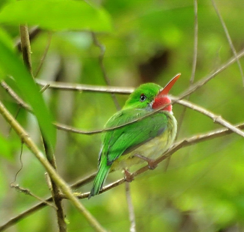 A Wandering Naturalist: Jamaica: Chi Chi Bud Oh!