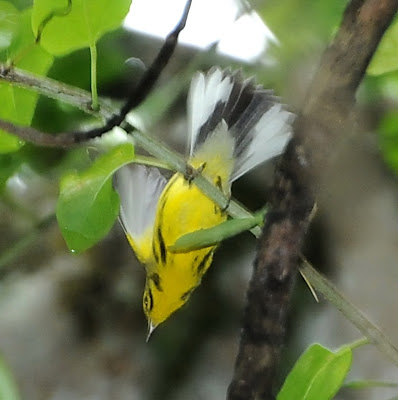 A Wandering Naturalist: Jamaica: Chi Chi Bud Oh!
