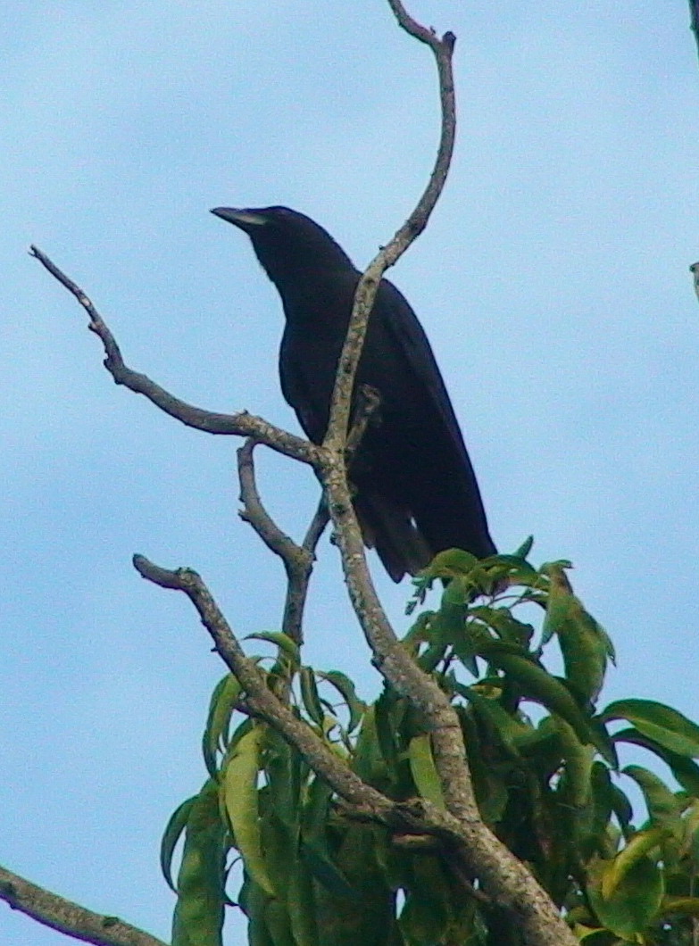A Wandering Naturalist: Jamaica: Chi Chi Bud Oh!
