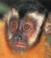 Macacologia: Macaco Capuchinho Castanho