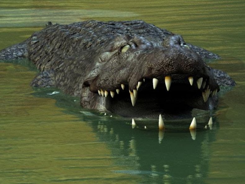 Il mondo degli animali: IL COCCODRILLO