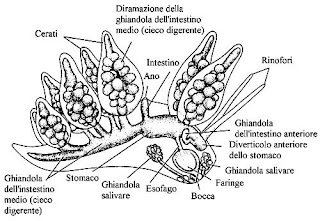 Il mondo degli animali: Anatomia dei gasteropodi