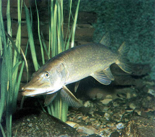 Il mondo degli animali: Il luccio