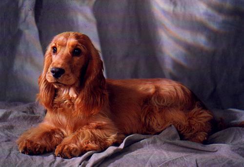 SANTSCO: cute dogs, dogs pics, dogsimages, dogs, spaniel dog ,spaniel ...