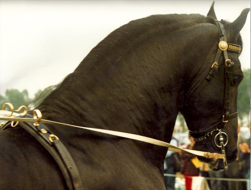 The Horsemeister Blog: Ouke 313 May 7th, 1988- Jan 30th, 2011