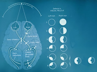 Ocular Physiology