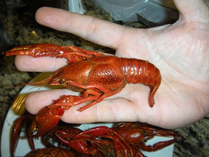 RouxBDoo's Cajun and Creole Food Blog: Mudbugs in Mobile