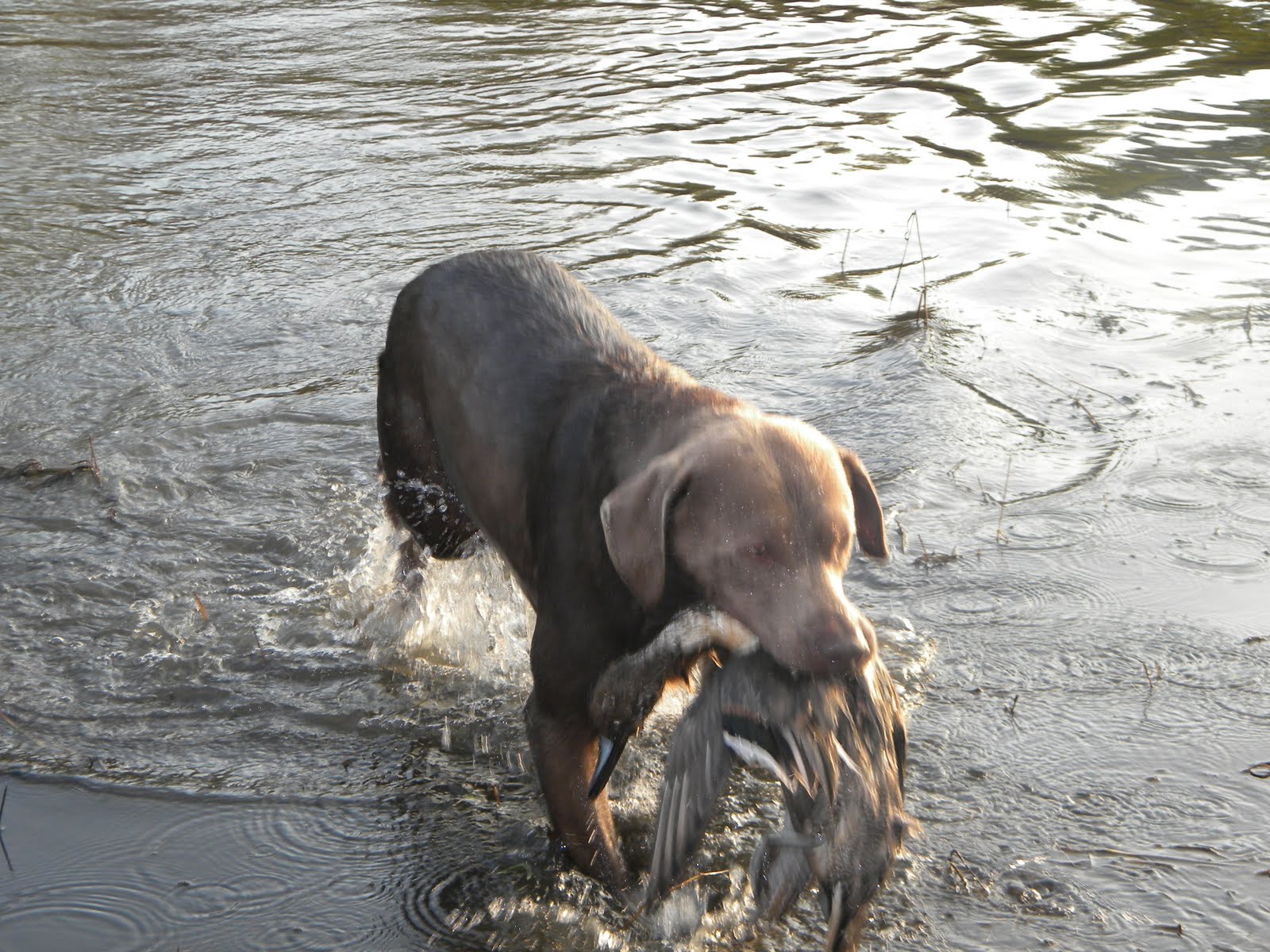 Pinyan Labs: High-Quality Silver Labs from a Labrador Breeder You Can ...