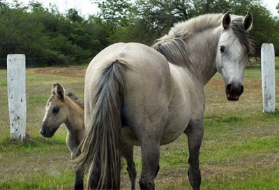 10 Fotki: Slatke bebe životinja 3