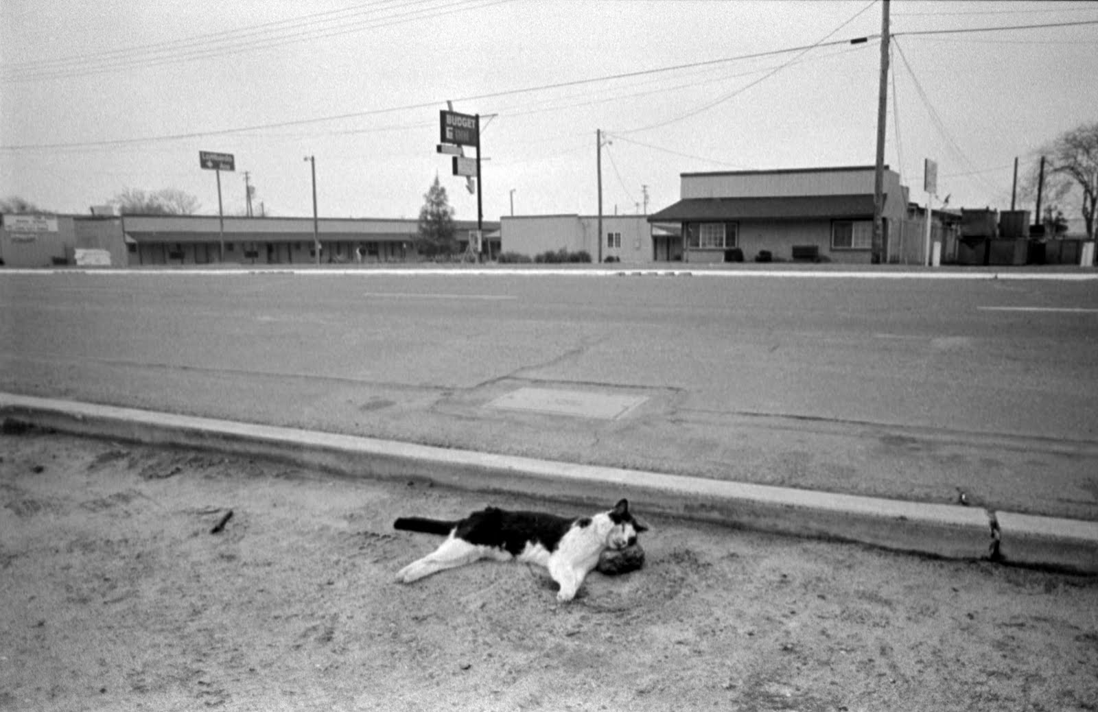 worstphotographerever: Day 371 Dead Cat