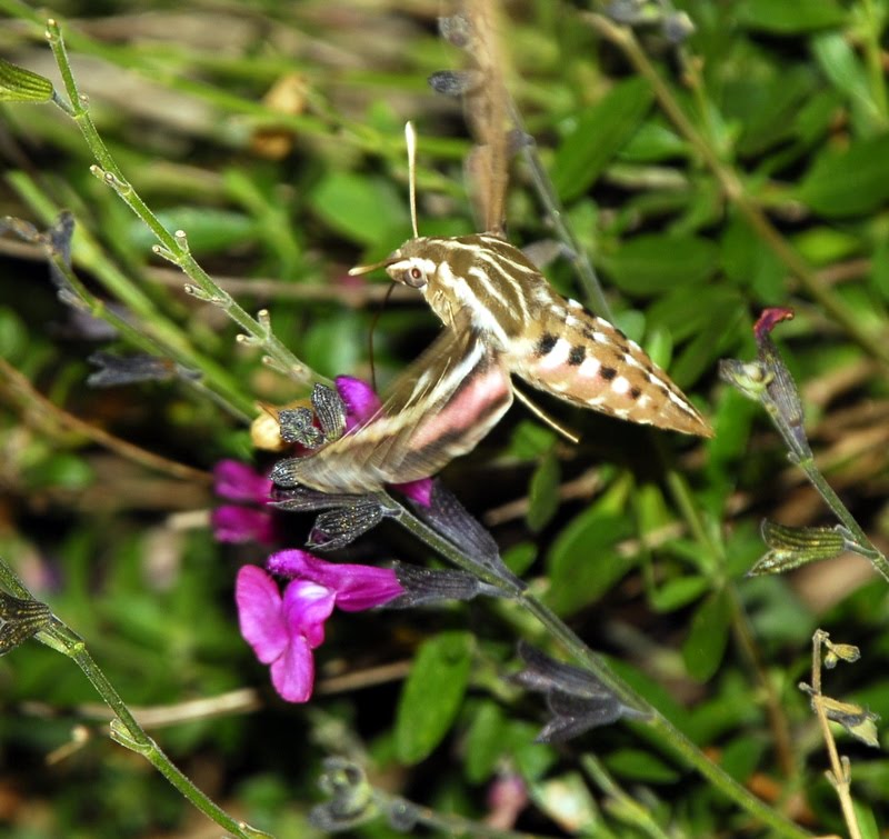 BigBuild: Moth Hummers at the Big Build