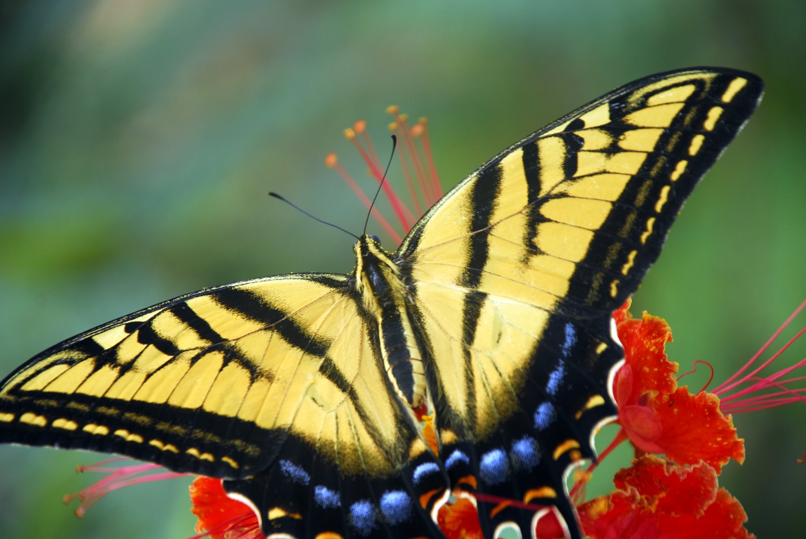 BigBuild: Eastern Tiger Swallowtails Return to the Hill Country