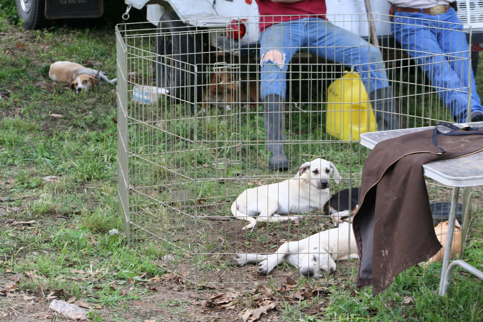 PairADice Mules: Sycamore Springs Dog Swap