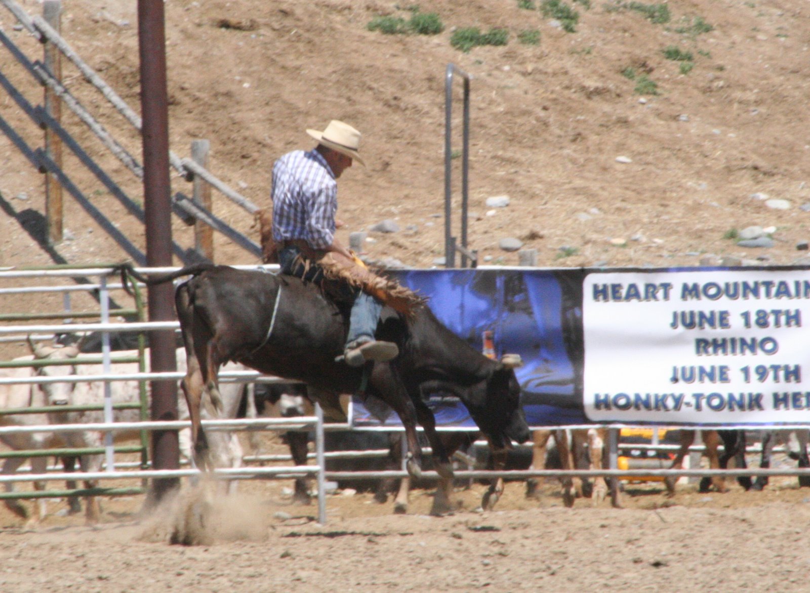 PairADice Mules: Scenes from Jake Clark Rodeo