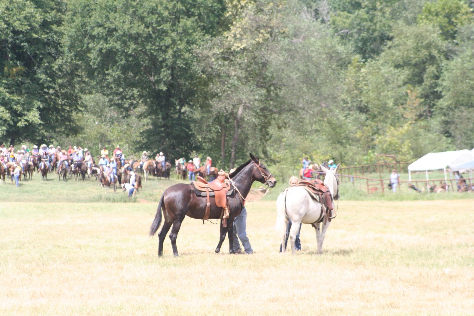 PairADice Mules: National Champion Chuckwagon Races Mule Race