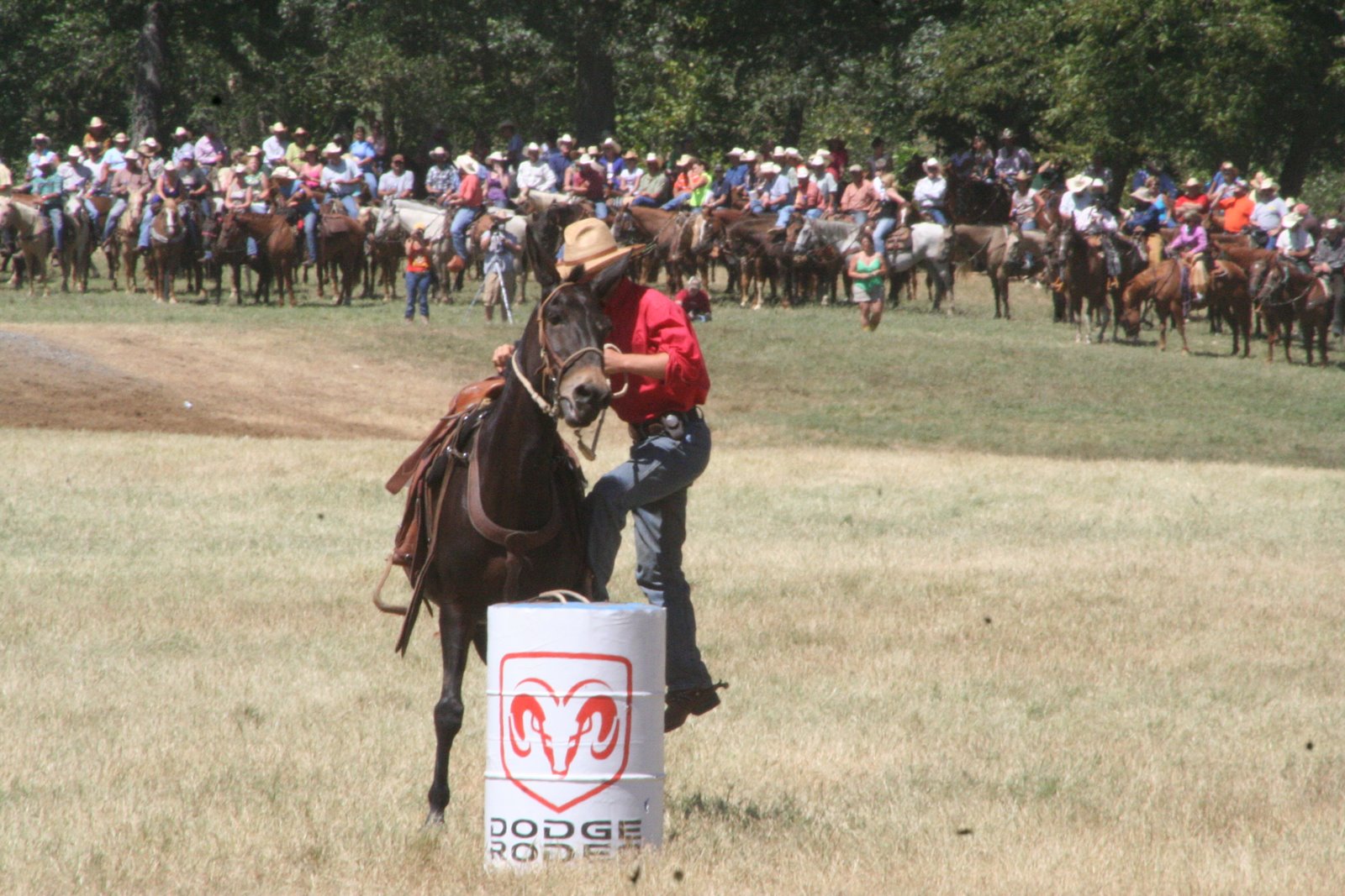 PairADice Mules: National Champion Chuckwagon Races Mule Race