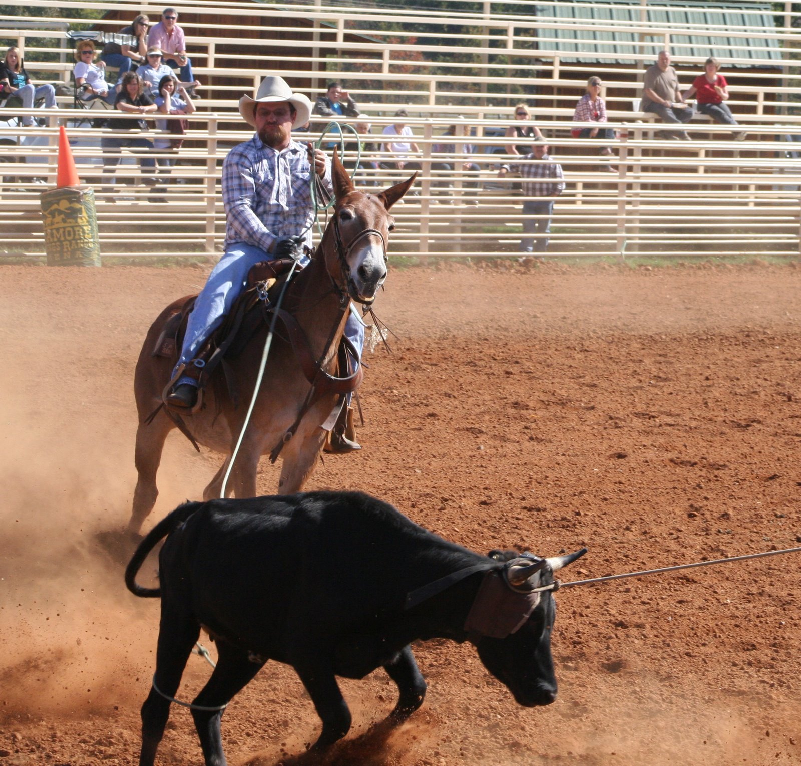PairADice Mules: Team Roping at Sycamore Springs