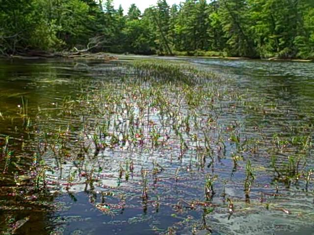 Friends of Sebago Lake: Songo river- erosion and milfoi