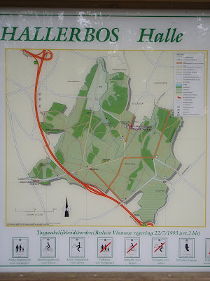 New Adventures in Belgium: Hallerbos, Belgium's Blue Forest (Apr 19)