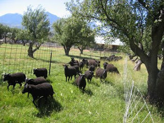 Sheep Shots - Desert Weyr, LLC