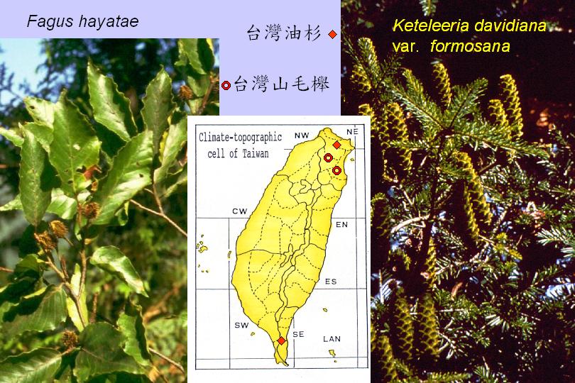 綠林遊梭網 (生態隨筆): 淺談孑遺植物 ( 作者--林迷)