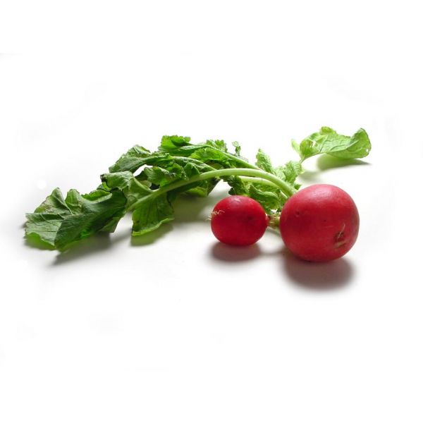 COCINA Y BAR: EL RABANO