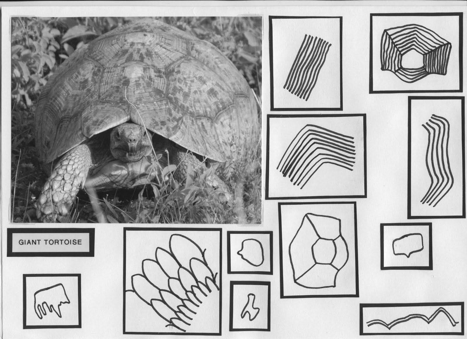 stitchestill: Drawing Patterns from Animal Markings Sheet 7