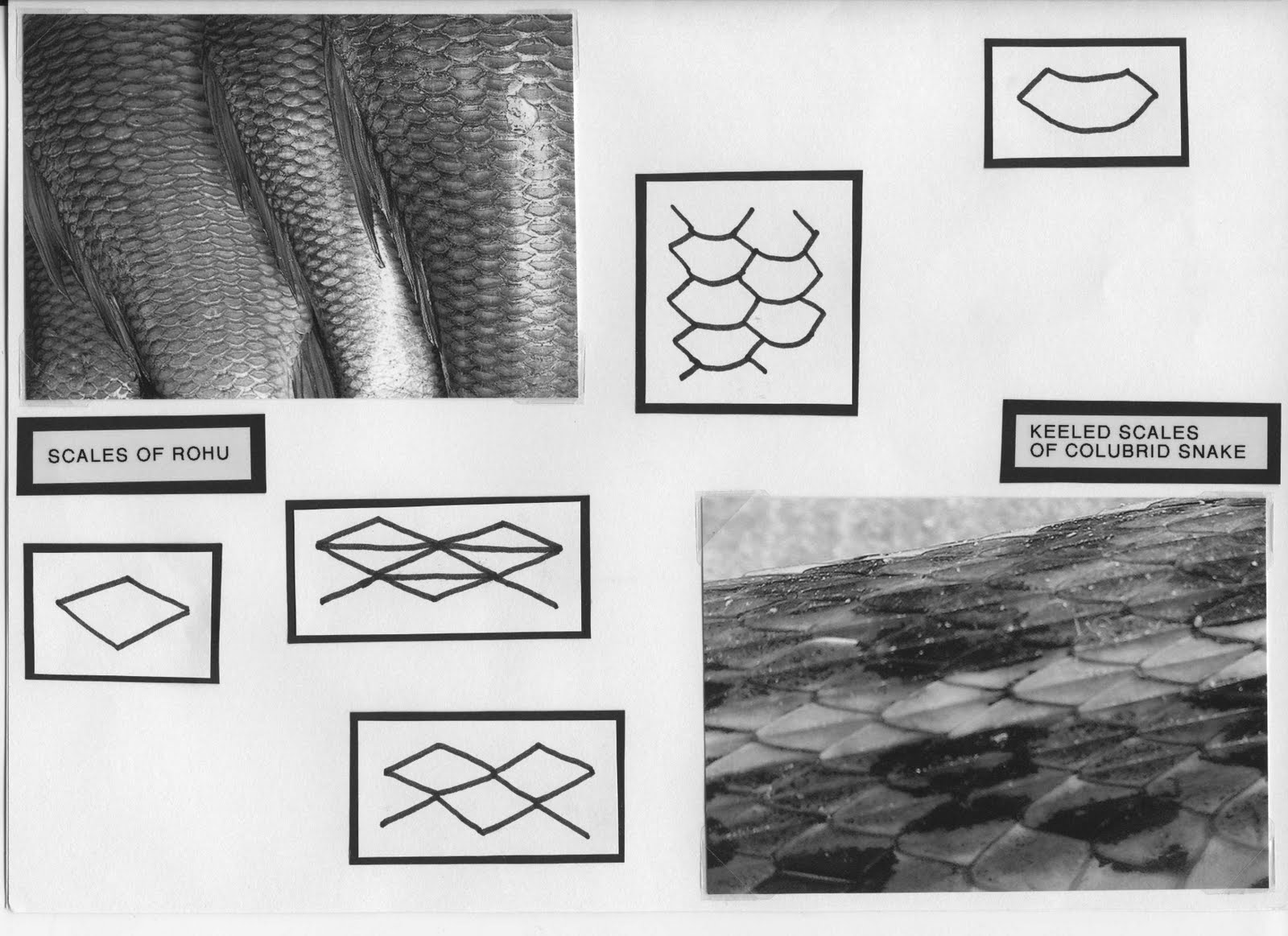 stitchestill: Drawing Patterns from Animal Markings Sheet 6