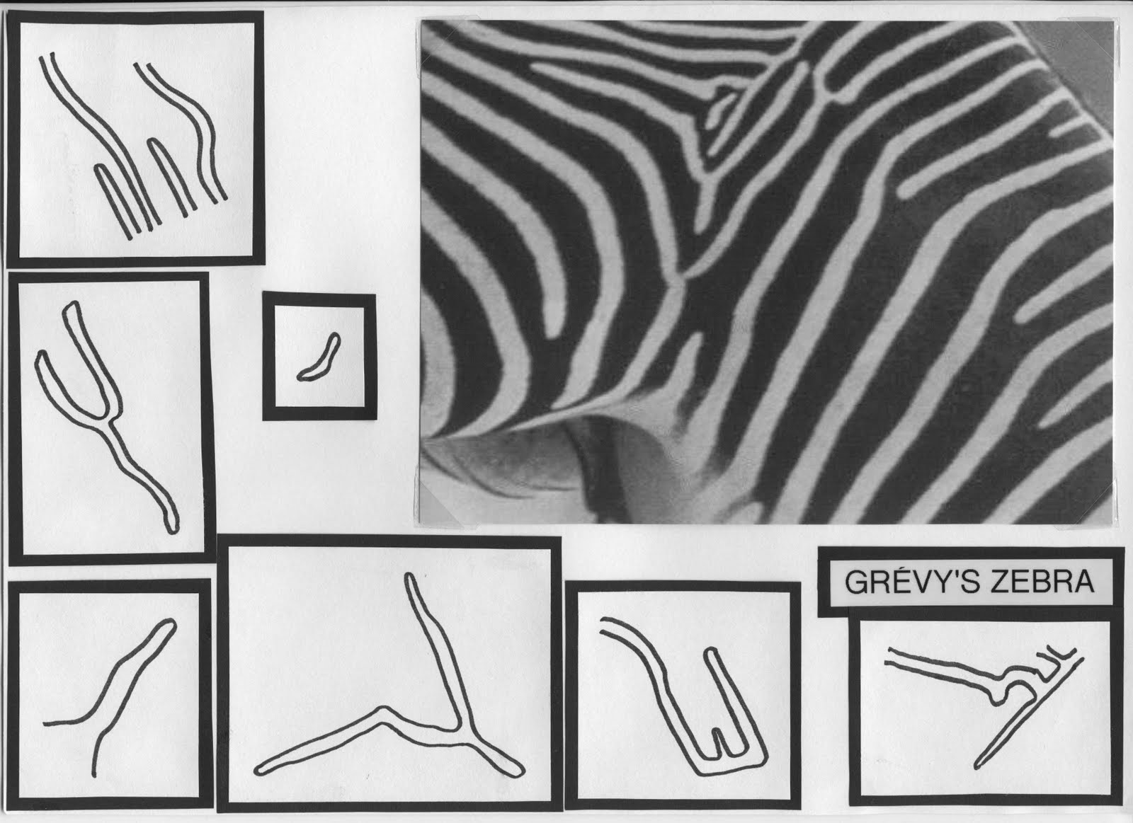 stitchestill: Drawing Patterns from Animal Markings Sheet 5