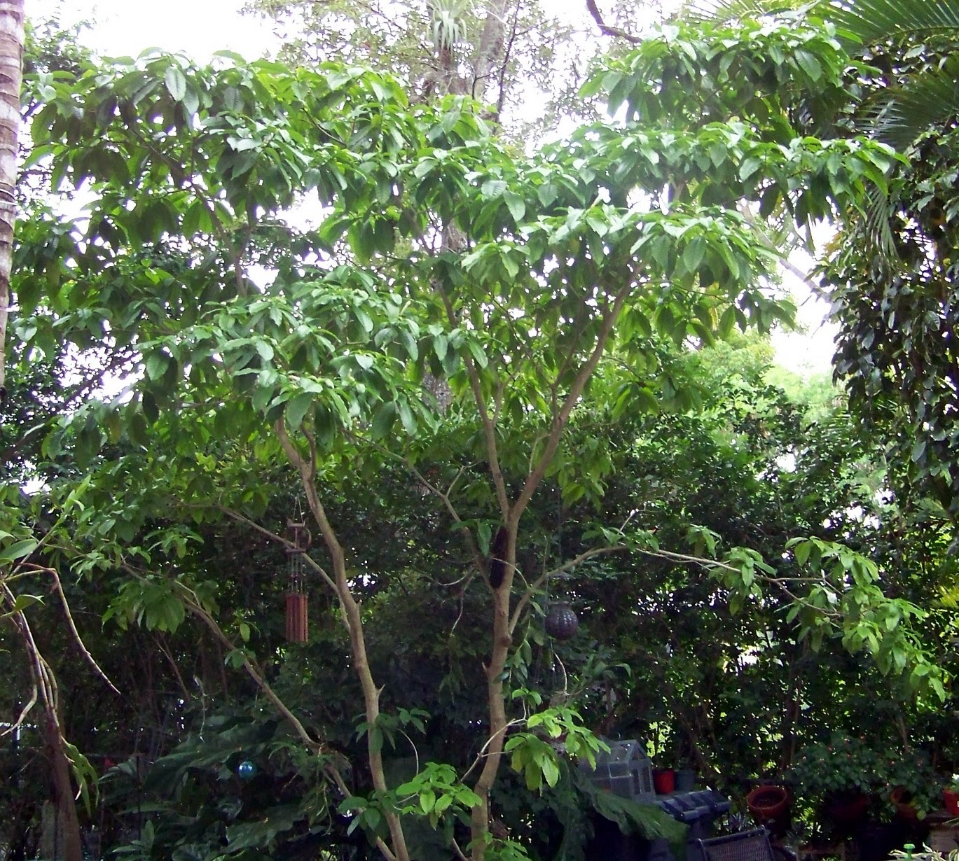 Terra Mirabilis: Stemmadinia littoralis: An ideal tree for a small ...