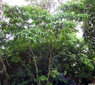 Terra Mirabilis: Stemmadinia littoralis: An ideal tree for a small ...