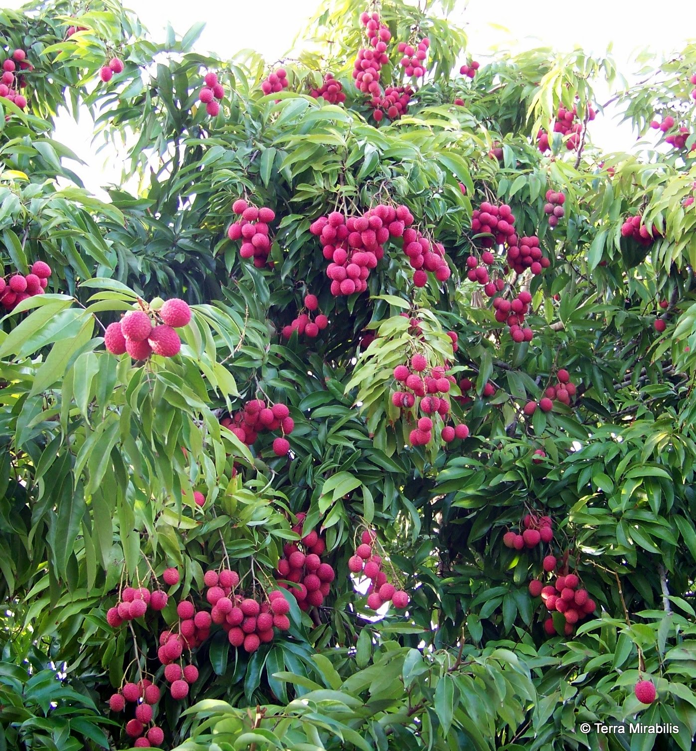 Terra Mirabilis: Lychees