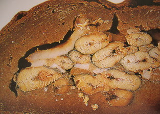 Savory cooking: Kalakuko Fish and Meat in a Loaf.