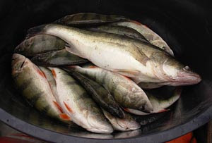 Savory cooking: The Pike-Perch king of "Hungarian ocean".