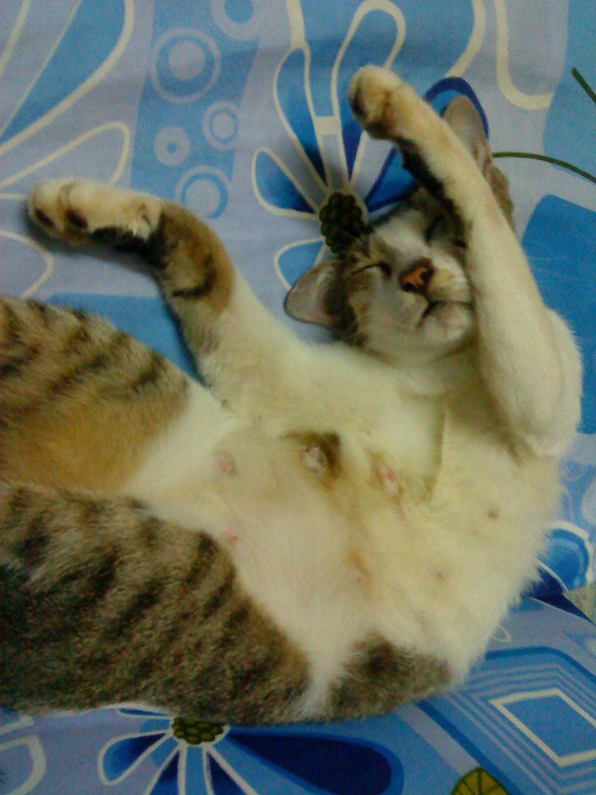 Kucing comel dan manja