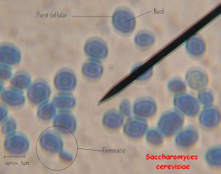 Àmbit Científic Tecnològic: Fotografia Saccharomyces