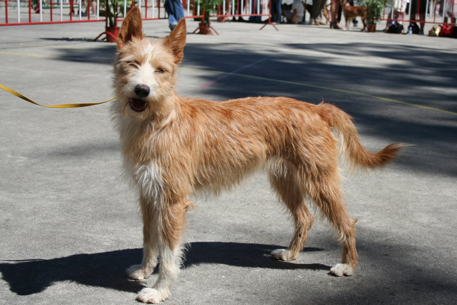 CRIADOR DE VEIROS - PODENGOS PORTUGUESES