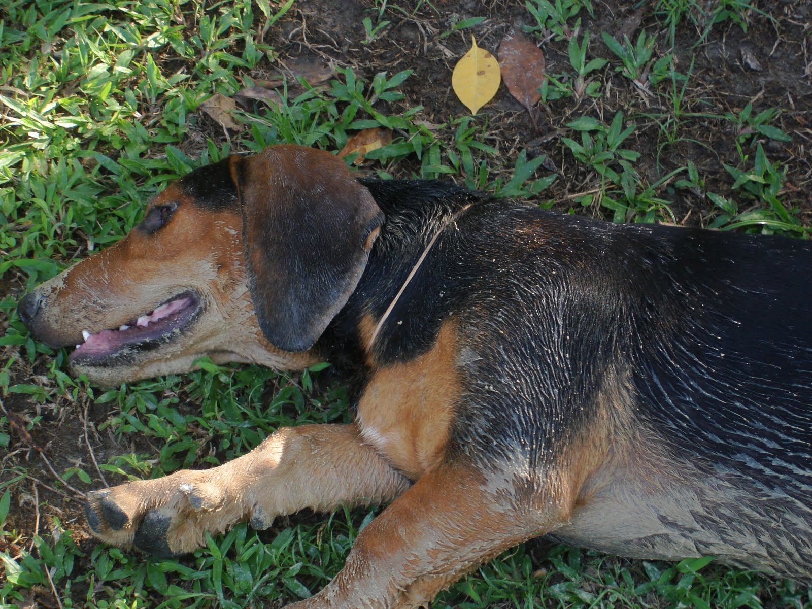 Tuffy's Tales: DOGS ONLY ...