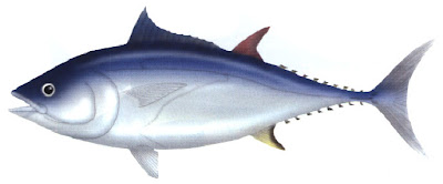 KATEMBE: Atum rabilho em extinção