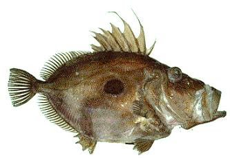 KATEMBE: PEIXE GALO OU ALFAQUIQUE