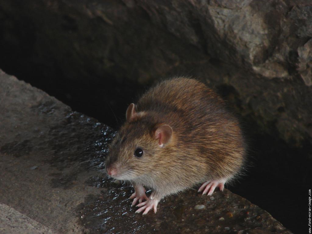 KlaRA Desgaspards: Le rat sauvage.